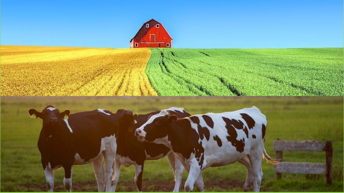 ALLEVAMENTO E CULTURE by EMMA GRASSI on Prezi