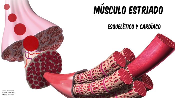MÚSCULO ESTRIADO by María Muñoz Salvador on Prezi