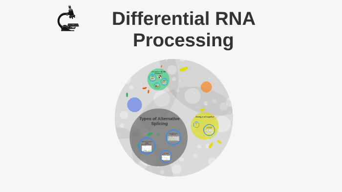 Differential RNA Processing by Erwin Stuffle on Prezi