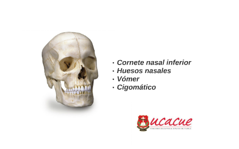 Cornete nasal inferior by Fabian Muñoz on Prezi