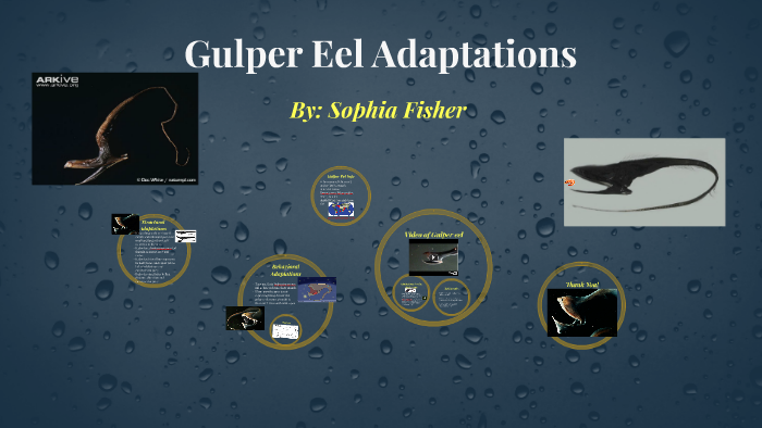 Gulper Eel Adaptations by Sophia Fisher on Prezi