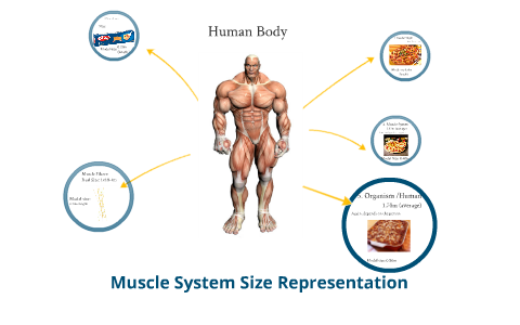 Real and Model Size Muscular System by Daniel Vaca on Prezi