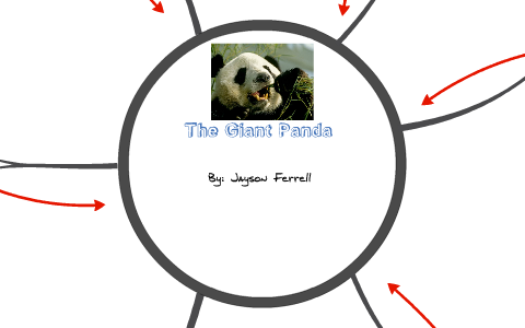Giant Panda by Jayson Ferrell