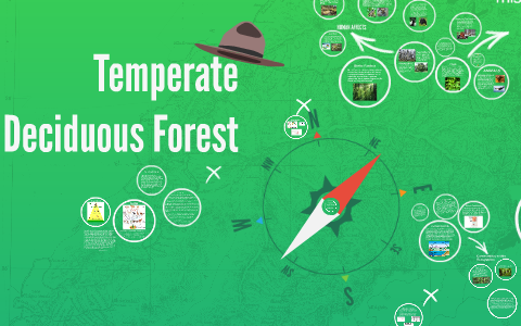 Temperate Deciduous Forest by Cole Pieroni on Prezi