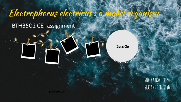 electrophorus electricus by srijani deb on Prezi