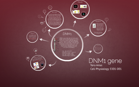 DNM1 gene by Yara Arias on Prezi