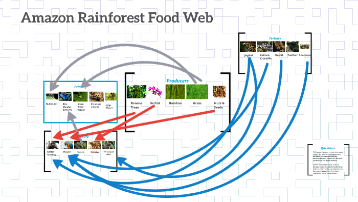 Amazon Rainforest Food Web by jacob yes on Prezi