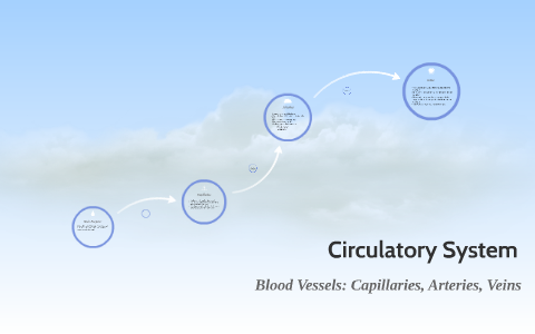 Circulatory System by Chicken Three on Prezi