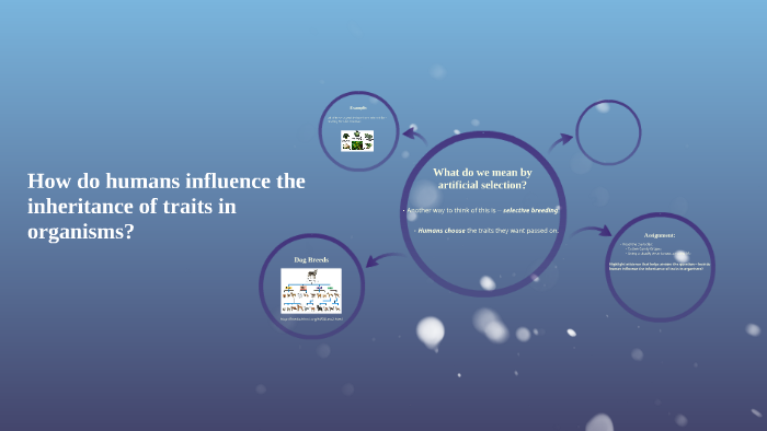How do humans influence the inheritance of traits in organis by Jill ...