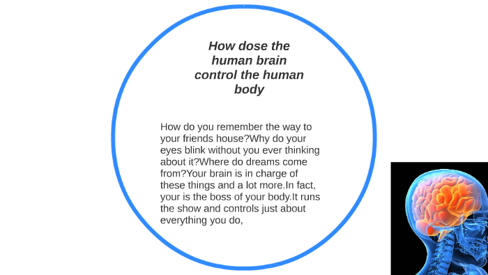 How dose the human brain control the human body by Gage Feltner on Prezi