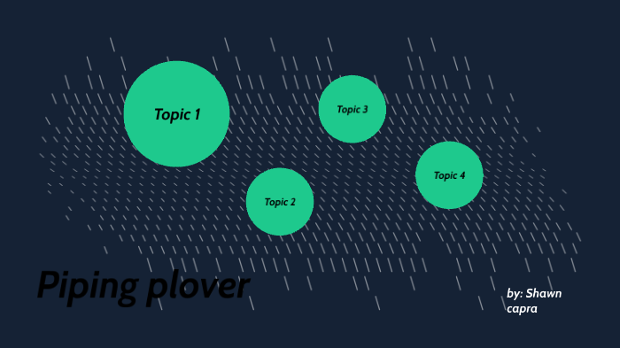 Piping plover by shawn capra on Prezi