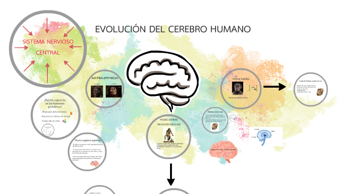EVOLUCIÓN DEL CEREBRO HUMANO by Valentina Arcila Pineda on Prezi
