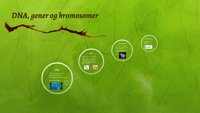 DNA, gener og kromosomer by Ida Ruud on Prezi