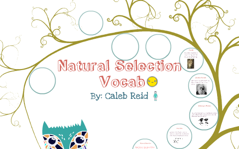Natural Selection Vocabulary by Caleb Reid on Prezi