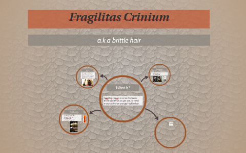 Fragilitas Crinium by Brooke Wehmeyer on Prezi