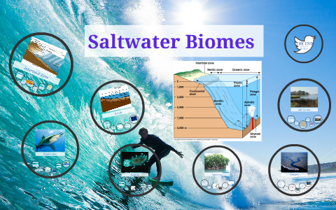 Saltwater Biomes by Scarlett Woodward on Prezi