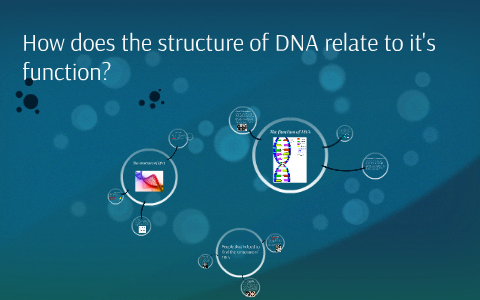 How does the structure of DNA relate to it's function? by Kellen Redcay ...
