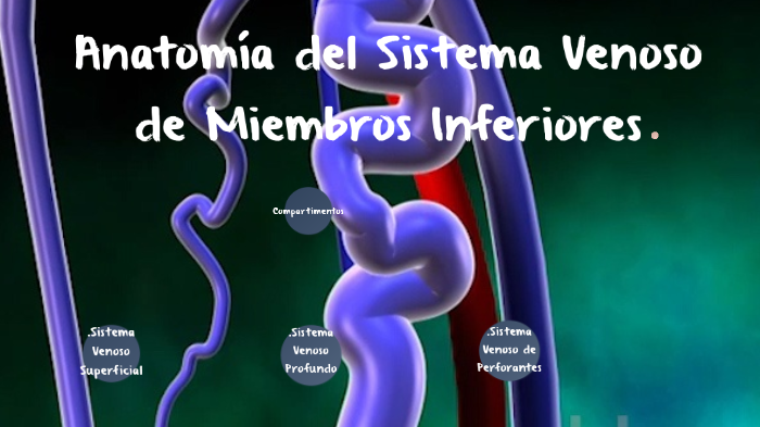 Anatomía del Sistem Venoso de Miembros Inferiores by janina abbud on Prezi