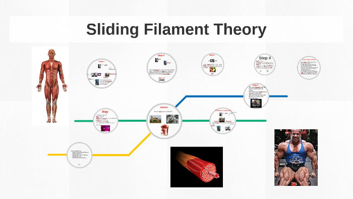 Sliding Filament Theory
