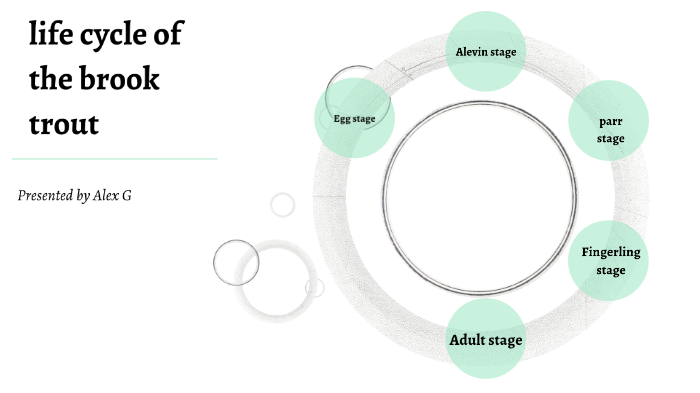 brook trout life cycle by Alexander Grube on Prezi