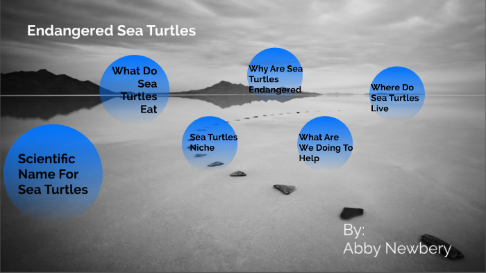 Endangered Sea Turtles by Abby Newbery on Prezi