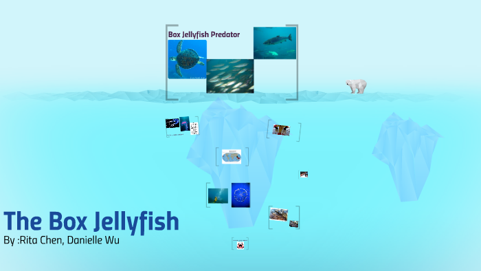 Box Jellyfish Predators by Danielle ? on Prezi