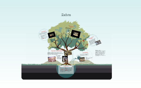 Zebra by Mackenna Balman on Prezi