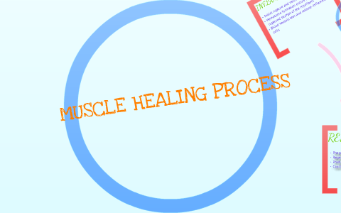 Muscle Healing Process by nikki jones on Prezi