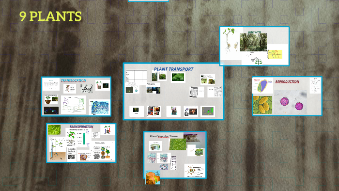 PLANTS by Peter Gulian on Prezi