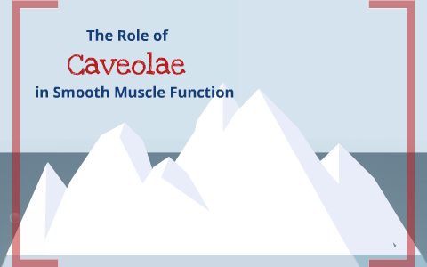 The Role of Caveolae in Smooth Muscle Function by Kelly Stublaski on Prezi