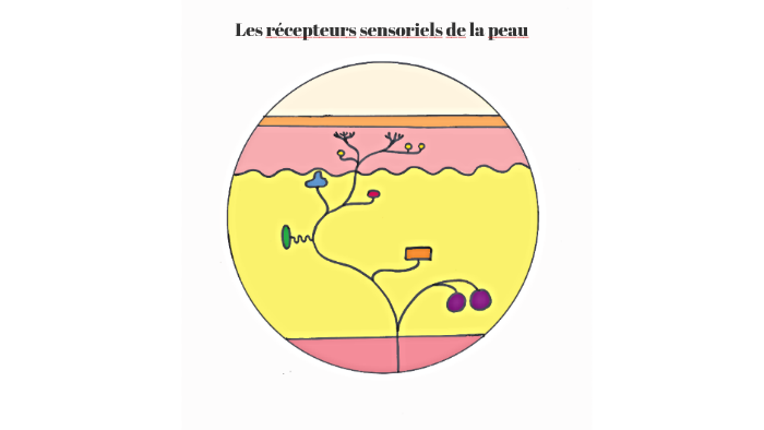 Les récepteurs sensoriels de la peau by Capucine Dubs on Prezi