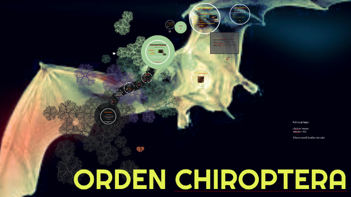 ORDEN CHIROPTERA by Alicia Velázquez on Prezi