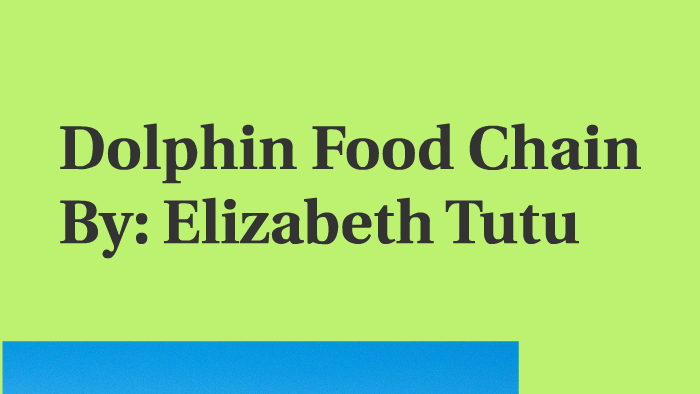 Dolphin Food Chain by elizabeth tutu