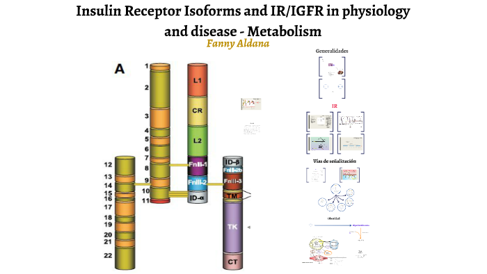 Receptor de Insulina y sus Efectos Metabólicos by FANNY ALDANA on Prezi