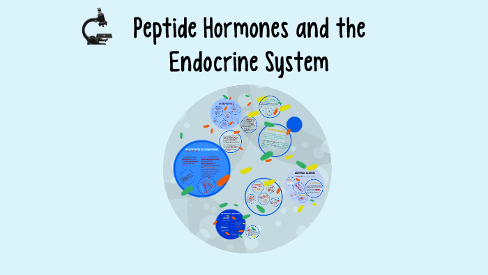 Peptide Hormones and the Endocrine System by Mica Molina on Prezi