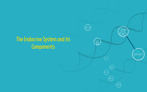The Endocrine System and its Components by Addison Lentz on Prezi