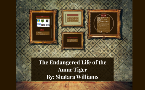 The Endangered Life of the Amur Tiger by Shatara Williams on Prezi