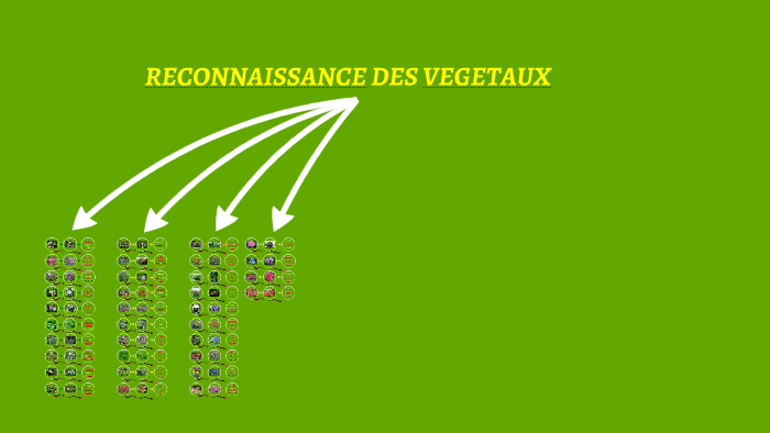 reconnaissance des végétaux by thomas burdet on Prezi