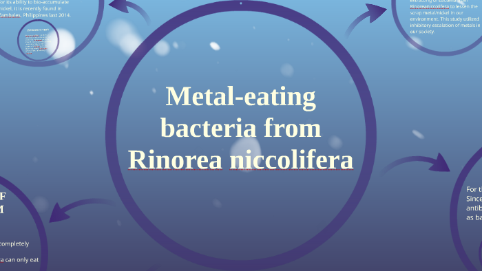 Metal-eating bacteria from Rinorea nicolifera by kupsi jaworski