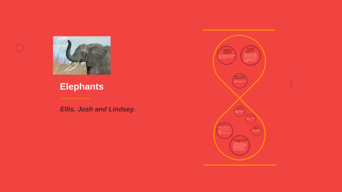 Elephant KeyStone Species by Lindsey Bouthiette on Prezi