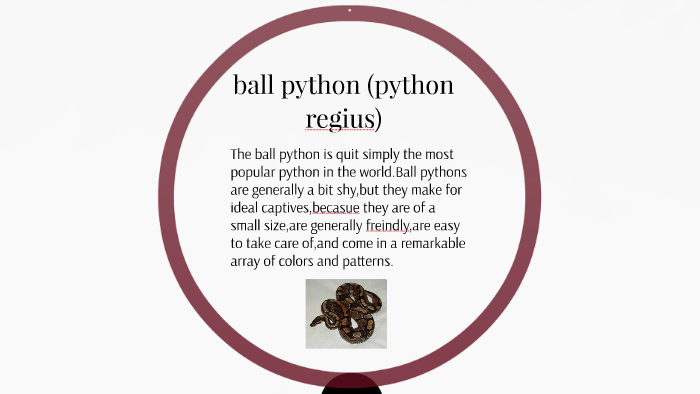 BALL PYTHONS by emily lyboult