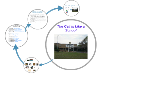 The Cell is Like a School by Evan Goldberg on Prezi