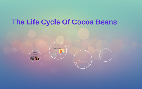 The Life Cycle Of Cocoa Beans by Grace Omitted on Prezi