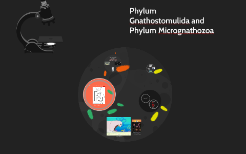 Phylum Gnathostomulida and Phylum Micrognathozoa by on Prezi
