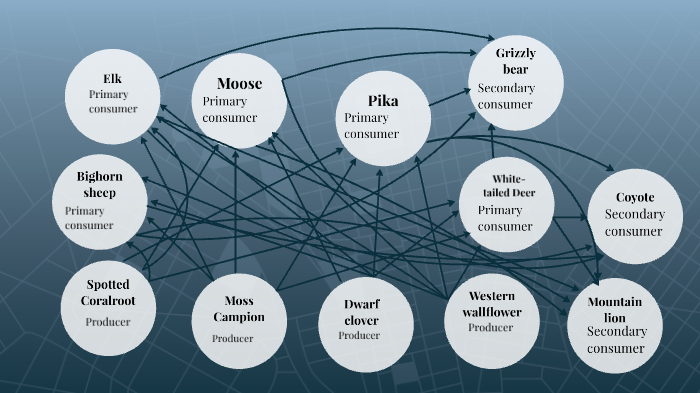 Rocky Mountain National Park Food Web by Chijioke Achebe on Prezi