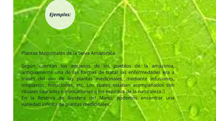Plantas Medicinales de la Selva Amazónica by tomás Arango Restrepo on Prezi