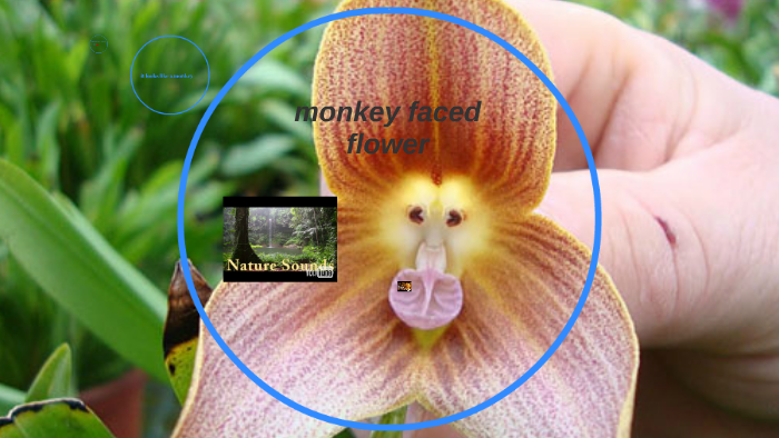 monkey faced flower by Rian Myck on Prezi