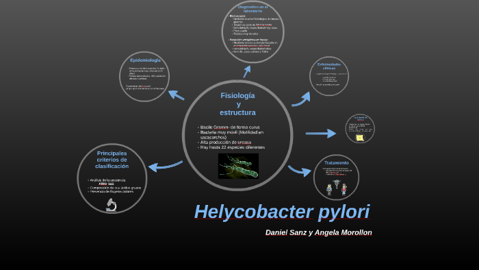 Helycobacter Pylori by Angela Morollon on Prezi