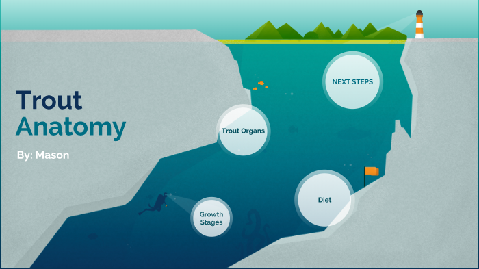 Trout Anatomy by Mason Quinonez on Prezi