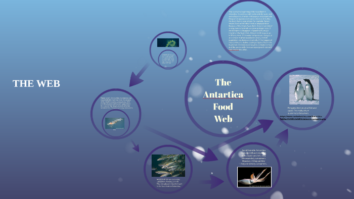 Antartica Food Web by Kylie Rice on Prezi